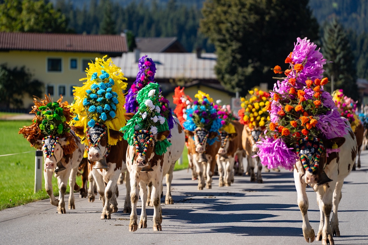 Almabtrieb in Tirol erleben – Farbenfrohe Tradition der Alpen - Ebike ...
